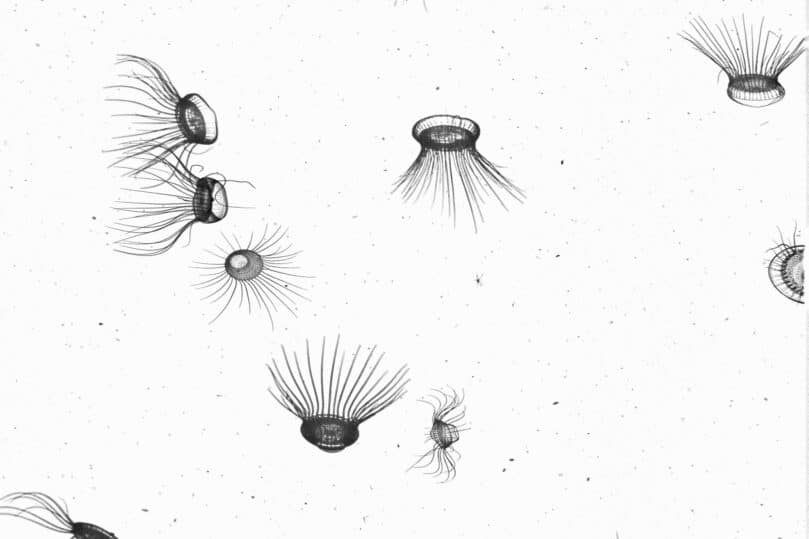 Imaging Billions of Plankton: AI is Transforming Oceanography
